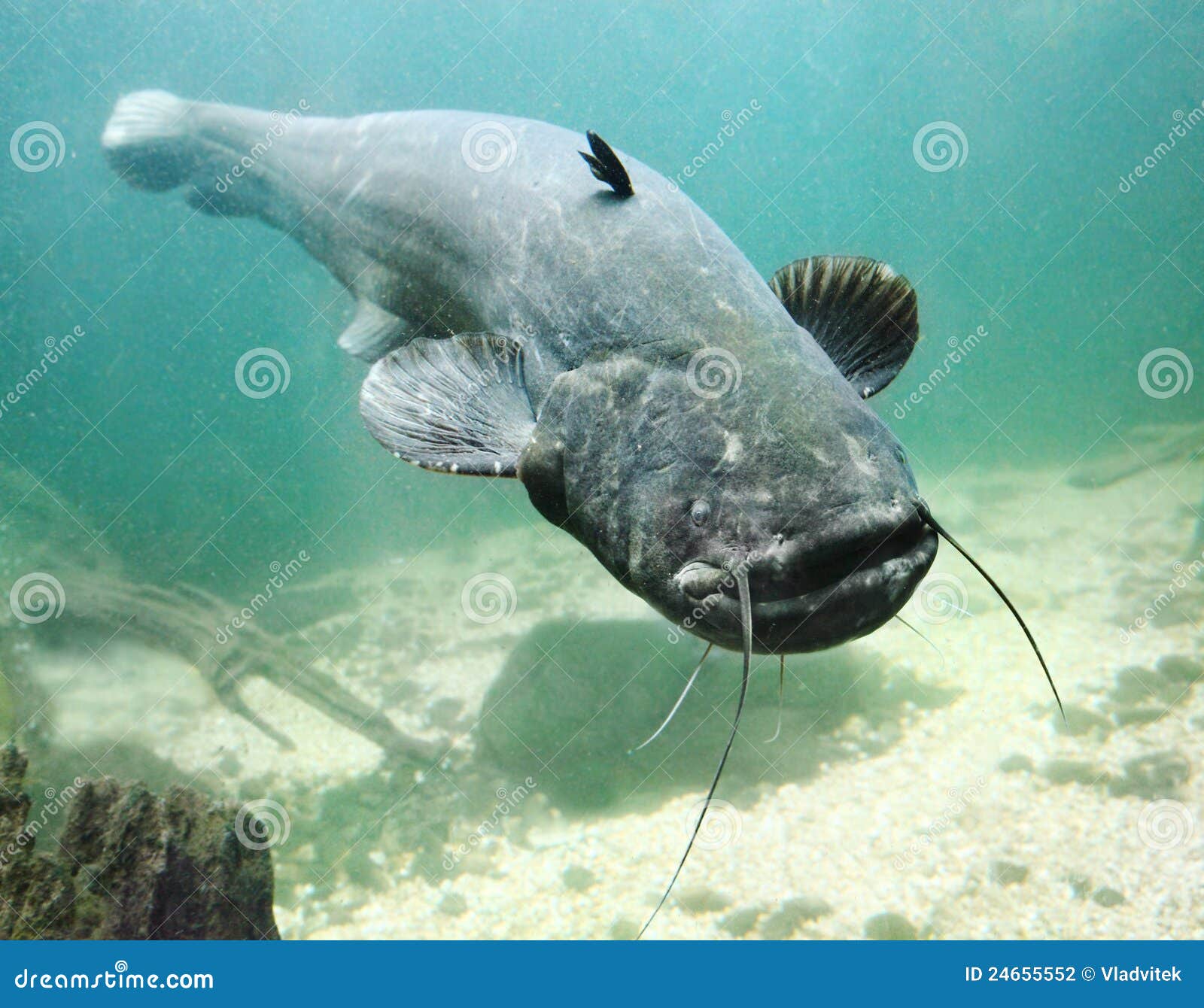 The Catfish (Silurus Glanis). Stock Photo - Image of adventure, catfish ...