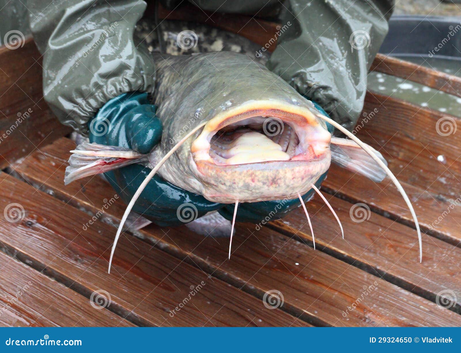 The Catfish (Silurus Glanis). Stock Photo - Image of harvest, breeding ...