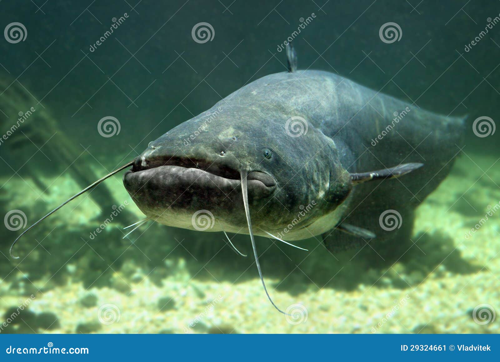 The Catfish (Silurus Glanis). Stock Image - Image of hobby, bass: 29324661