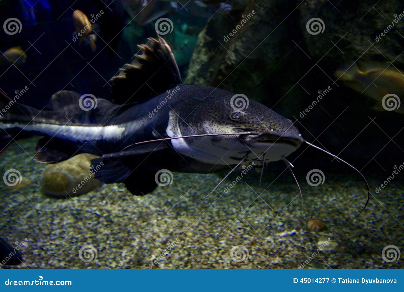 Catfish editorial photography. Image of bottom, looking - 45014277