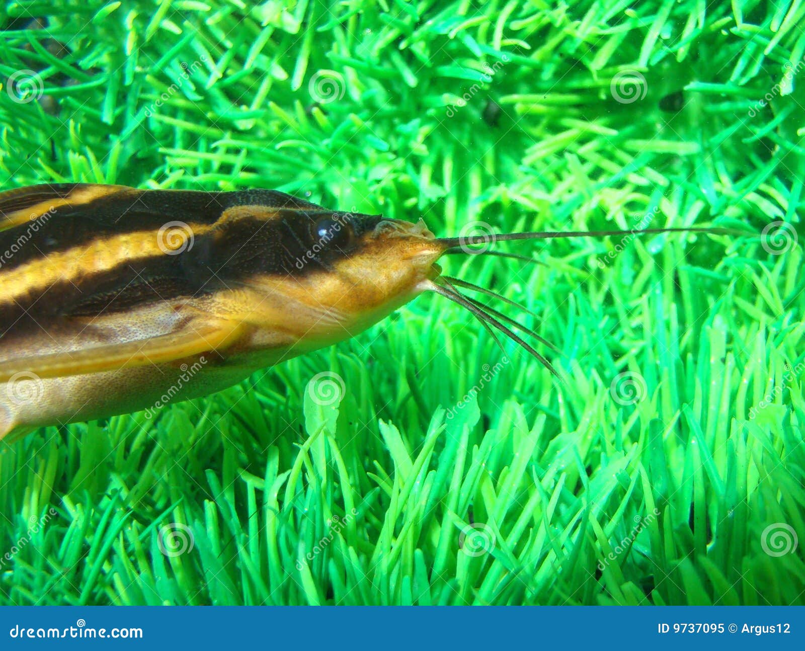 Catfish striped stock image. Image of size, yellow, moustaches - 9737095