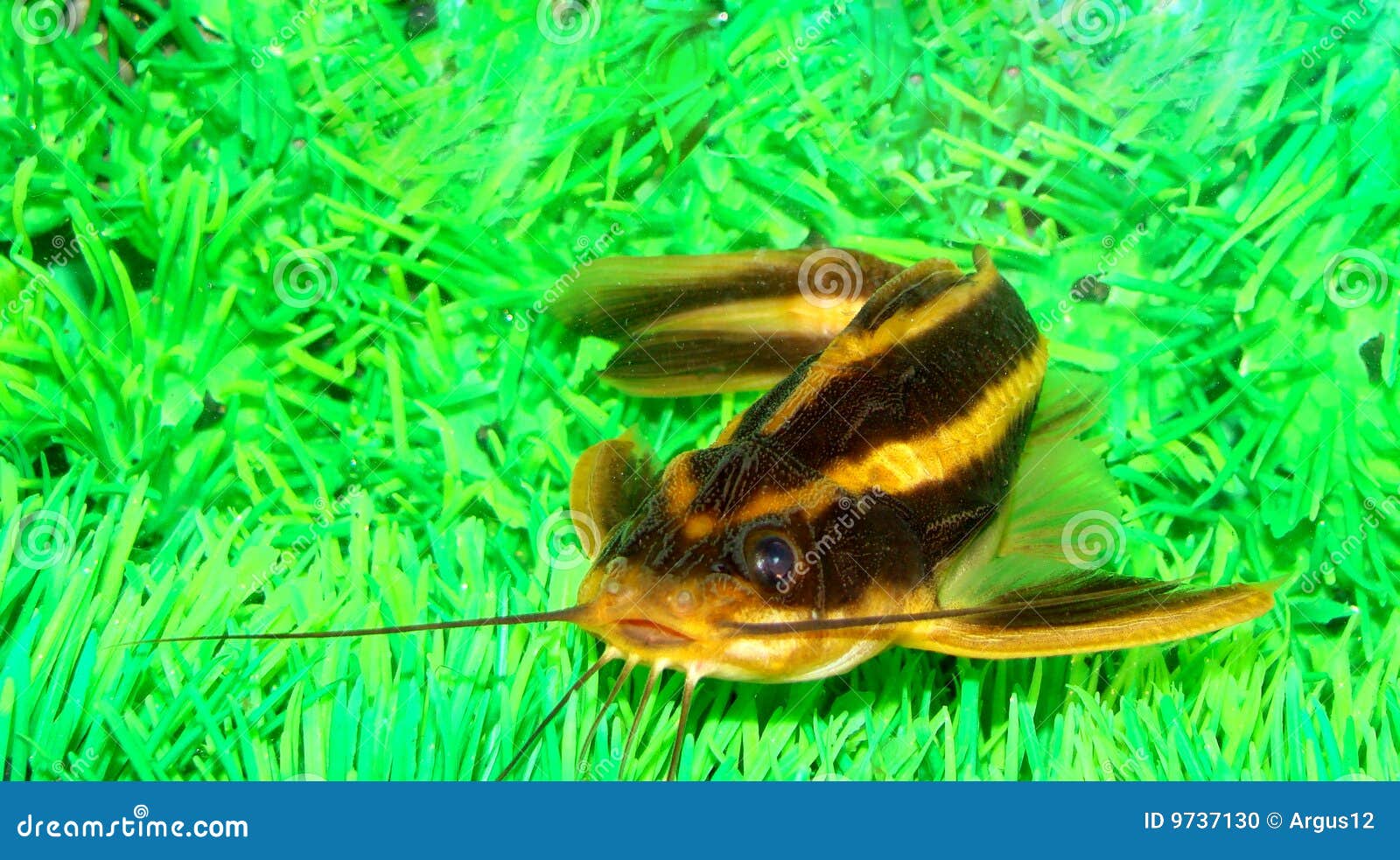 Catfish striped stock photo. Image of colouring, strips - 9737130