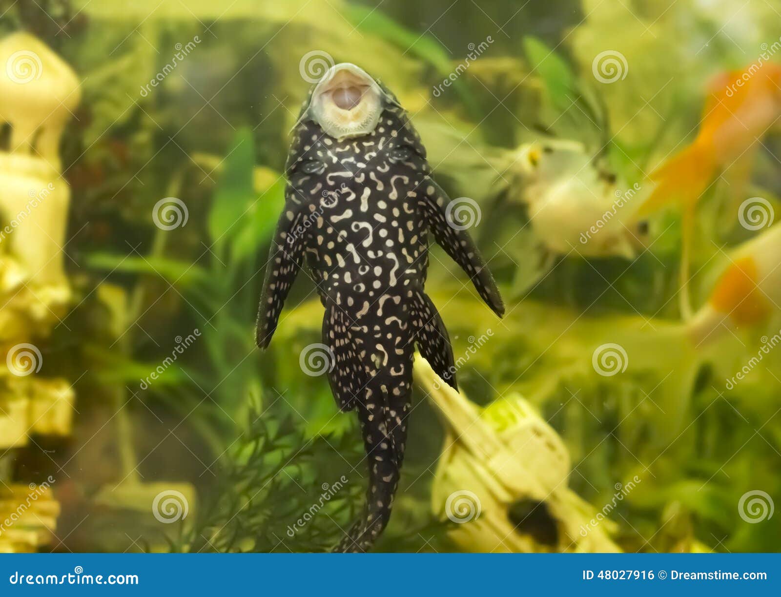 Catfish stock photo. Image of fishing, stuck, water, catfish - 48027916