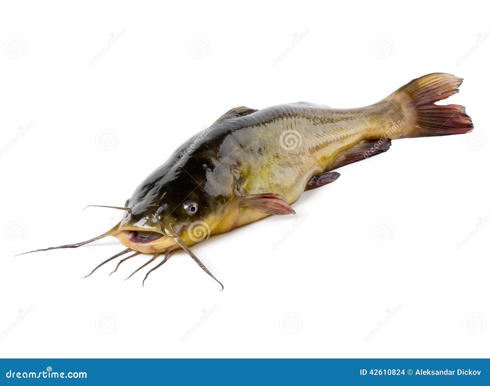Catfish stock photo. Image of catfish, freshness, meat - 42610824