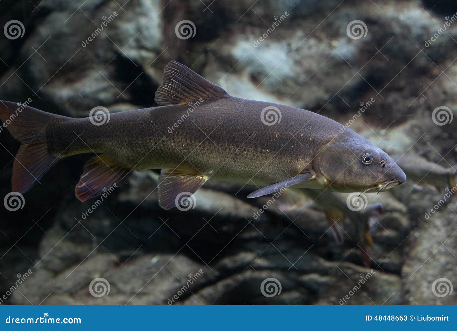 Sheatfish Swimming In The Aquarium. Micronema Apogon. Royalty-Free ...