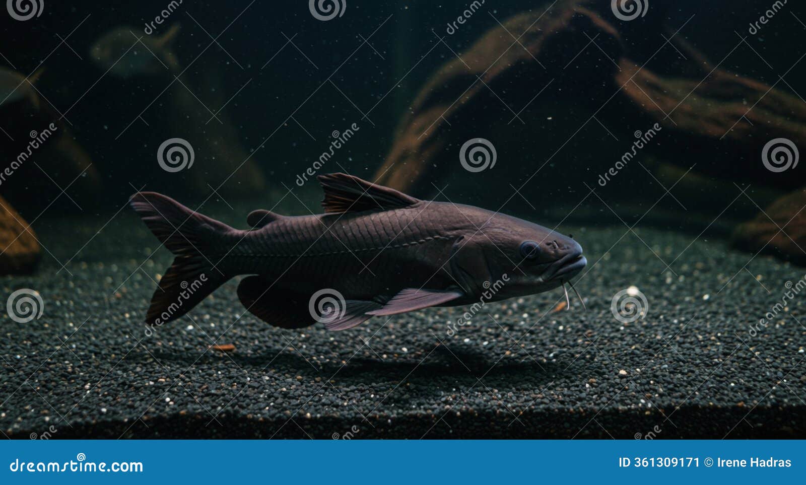 A Catfish is Swimming in a Dimly Lit Aquarium Environment. the Fish Has ...