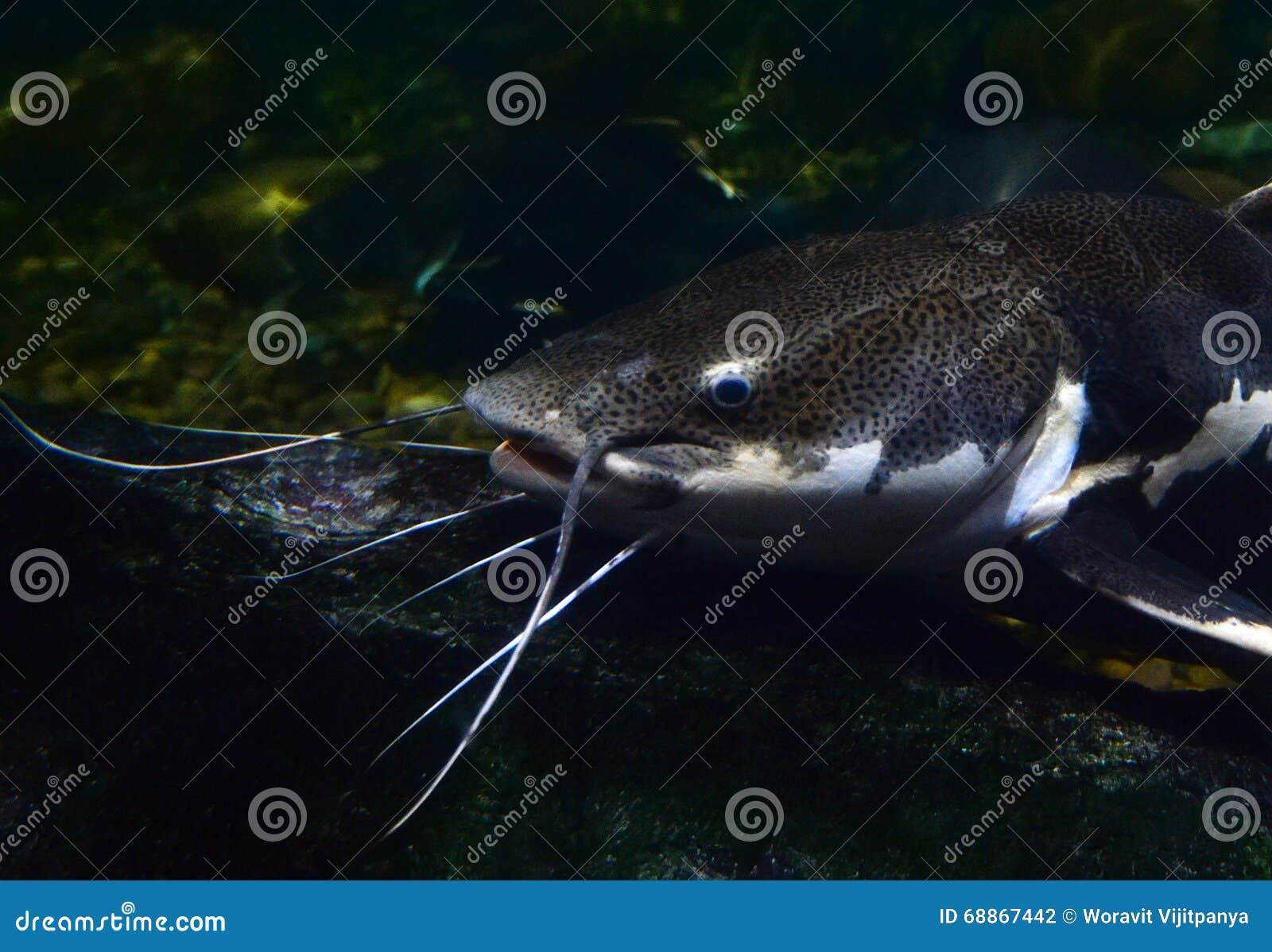 Catfish stock photo. Image of catfish, catfishes, freshwater - 68867442