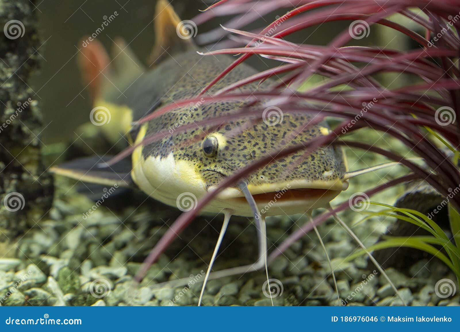 Catfish Swims among the Algae in the Aquarium, Underwater Photo Stock ...