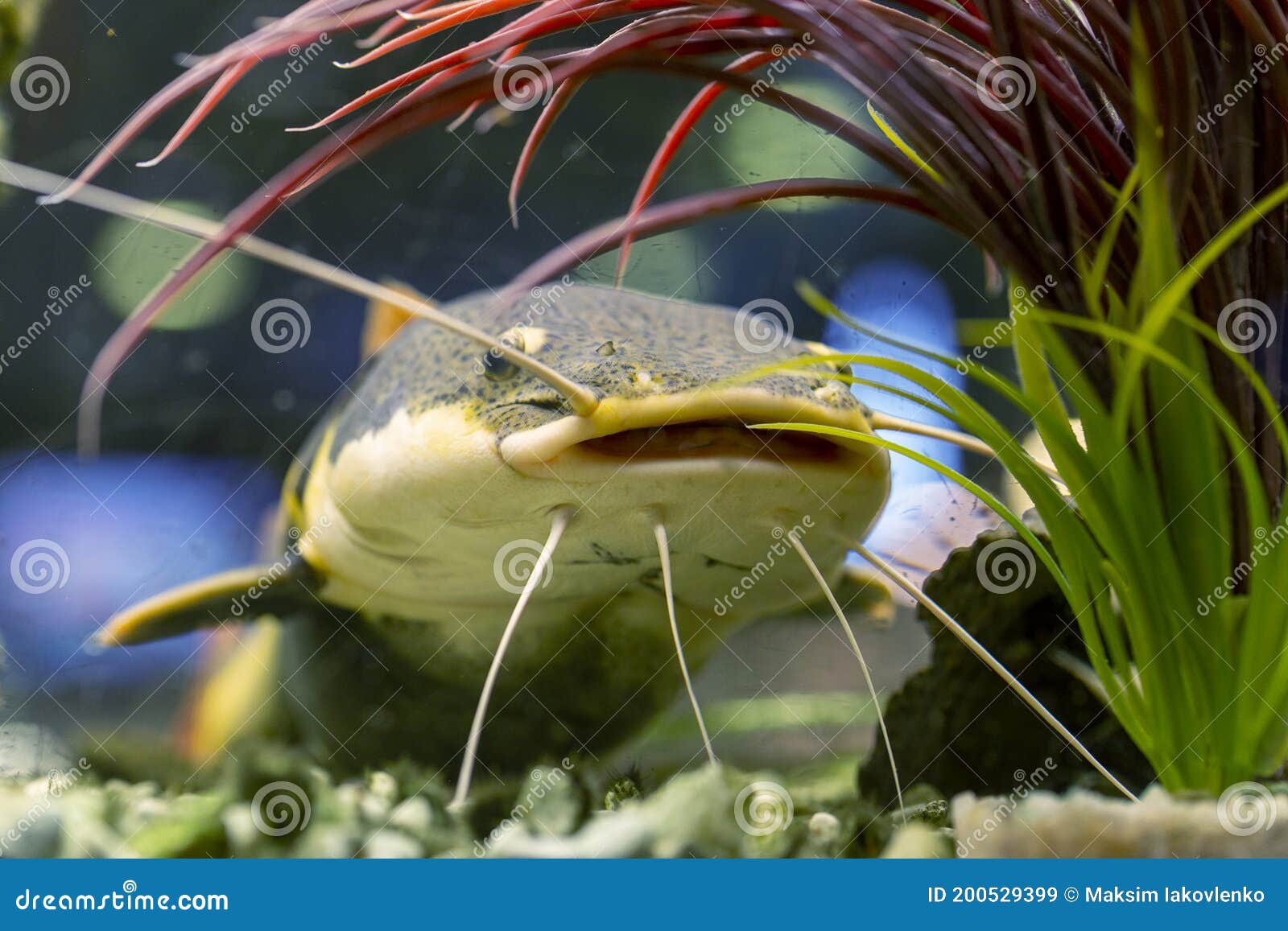 Catfish Swims among Algae in the Aquarium, Underwater Photo Stock Image ...