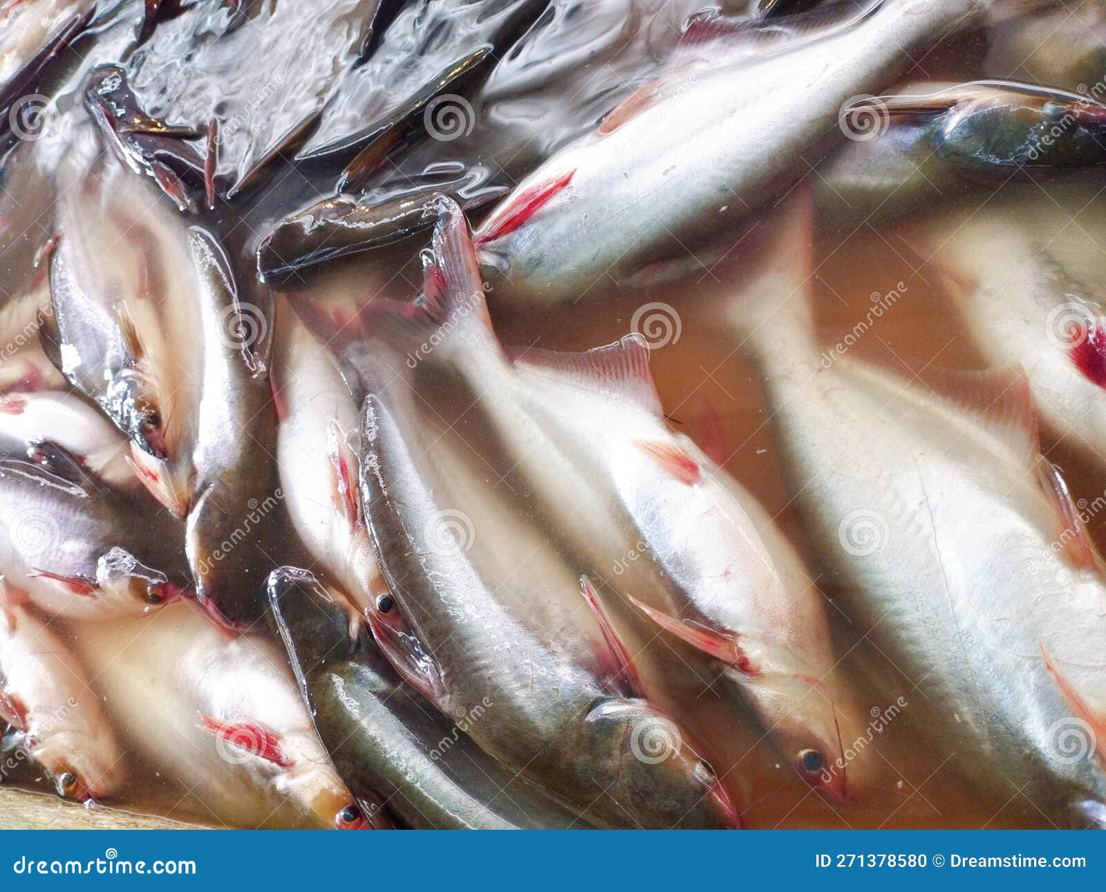 Catfish is a Type of Freshwater Fish that is Very Popular with ...