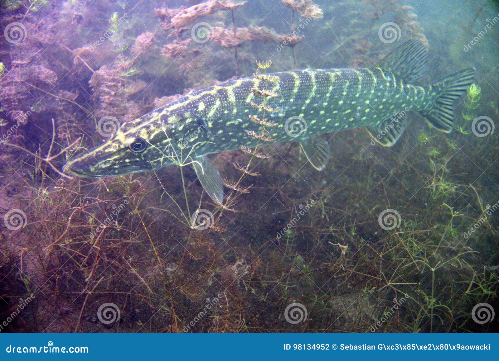 Catfish stock photo. Image of polish, scubadiver2, yellow - 98134952