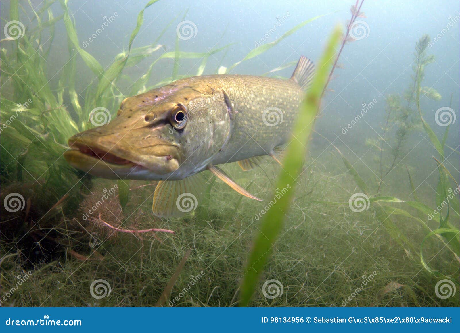 Catfish stock photo. Image of pike, scubadiver, river - 98134956