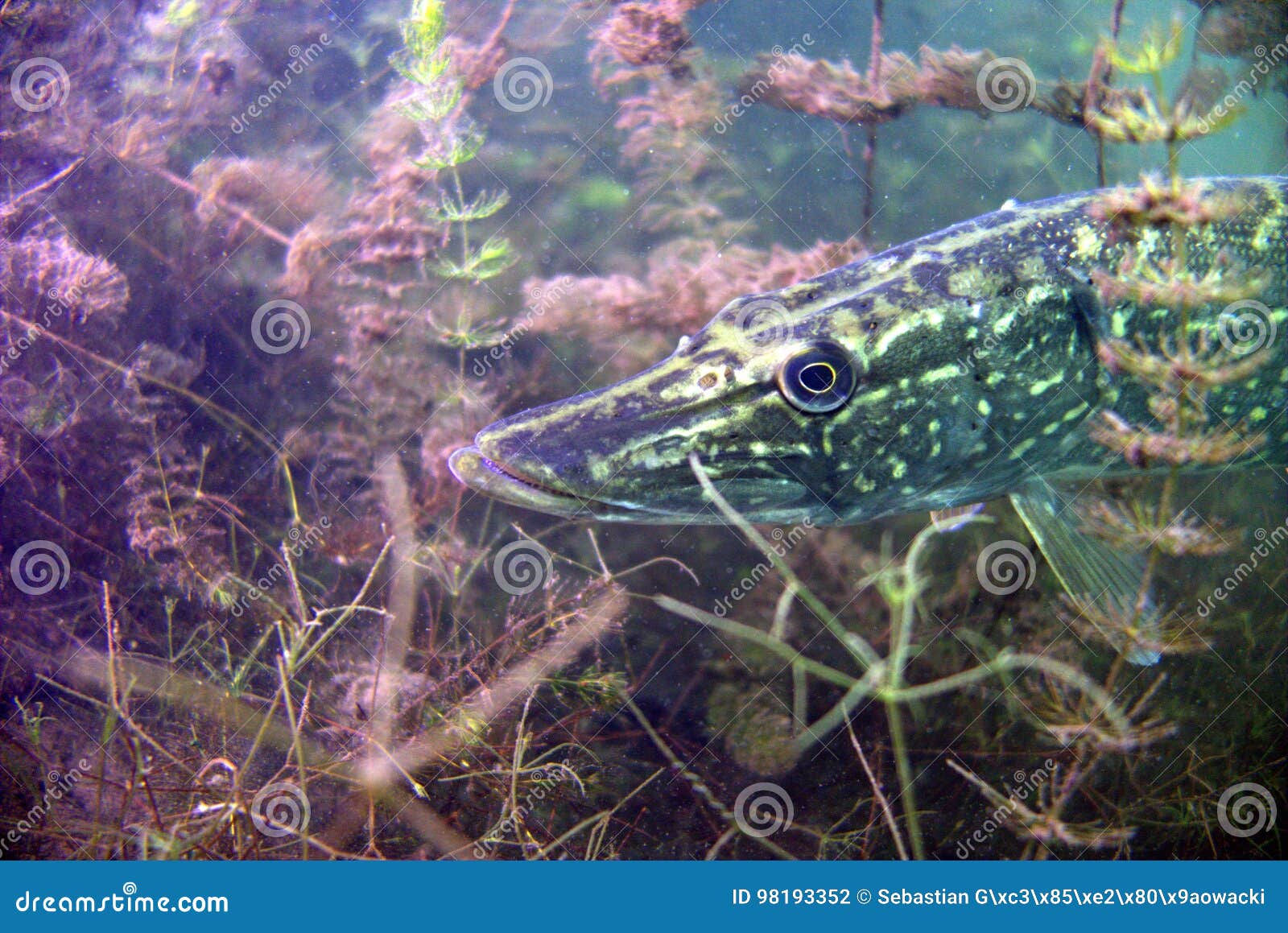 Catfish stock photo. Image of underwater, scuba, scubadiver - 98193352