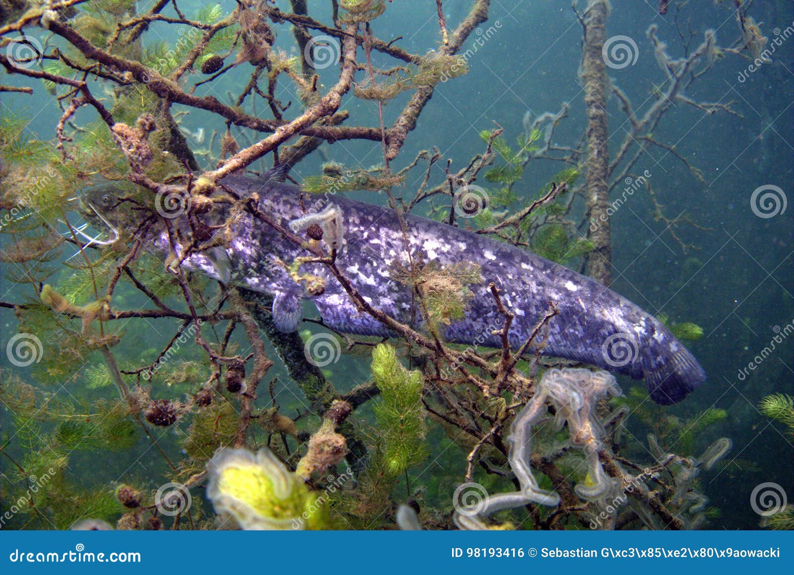 Catfish stock photo. Image of diver, river, underwater - 98193416