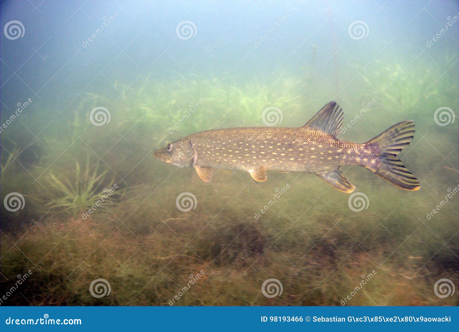 Catfish stock photo. Image of pike, pilots, diving, leaf - 98193466