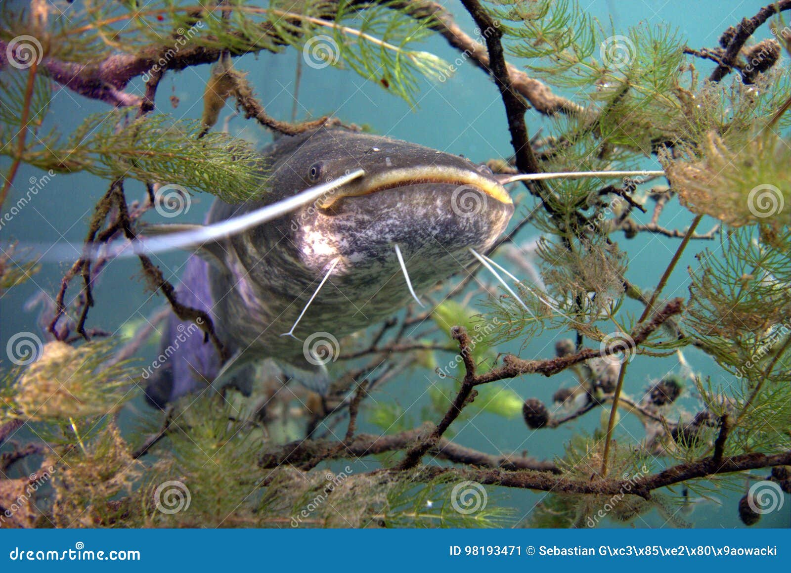 Catfish stock image. Image of pike, water, leaf, pilots - 98193471