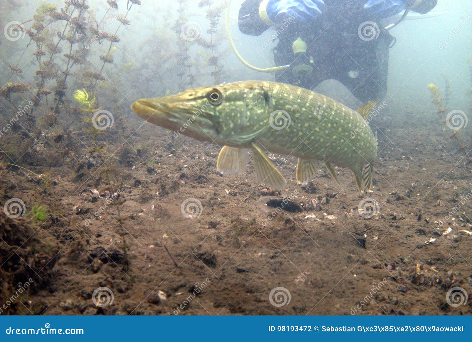 Catfish stock photo. Image of pilots, water, leaf, yellow - 98193472