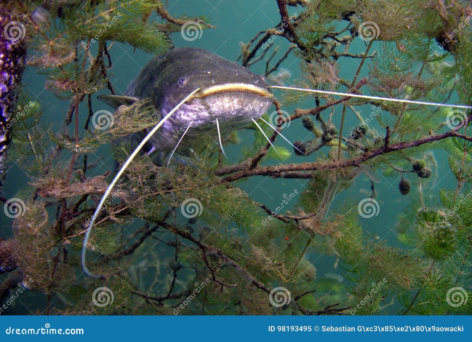 Catfish stock image. Image of scubadiver, catfish, sport - 98193495