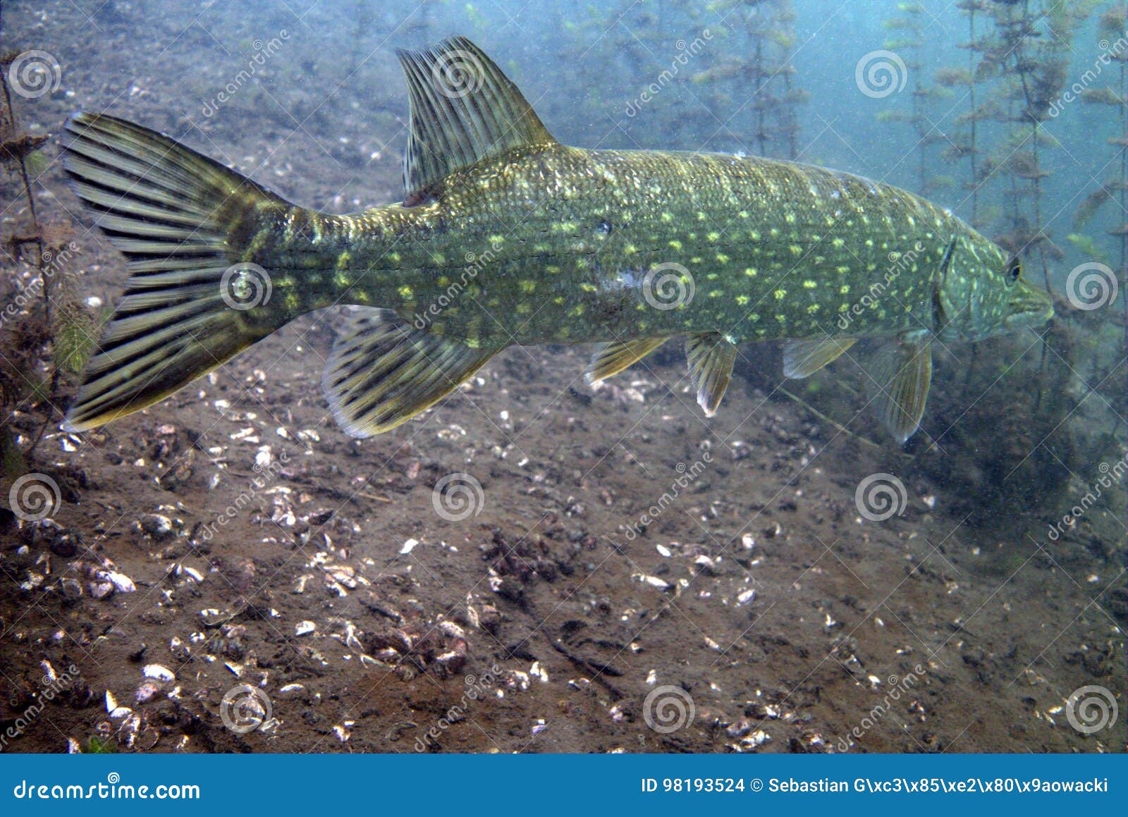 Catfish stock photo. Image of river, yellow, diver, polish - 98193524
