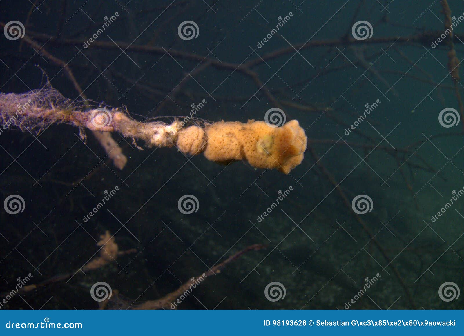 Catfish stock photo. Image of pike, catfish, water, pilots - 98193628