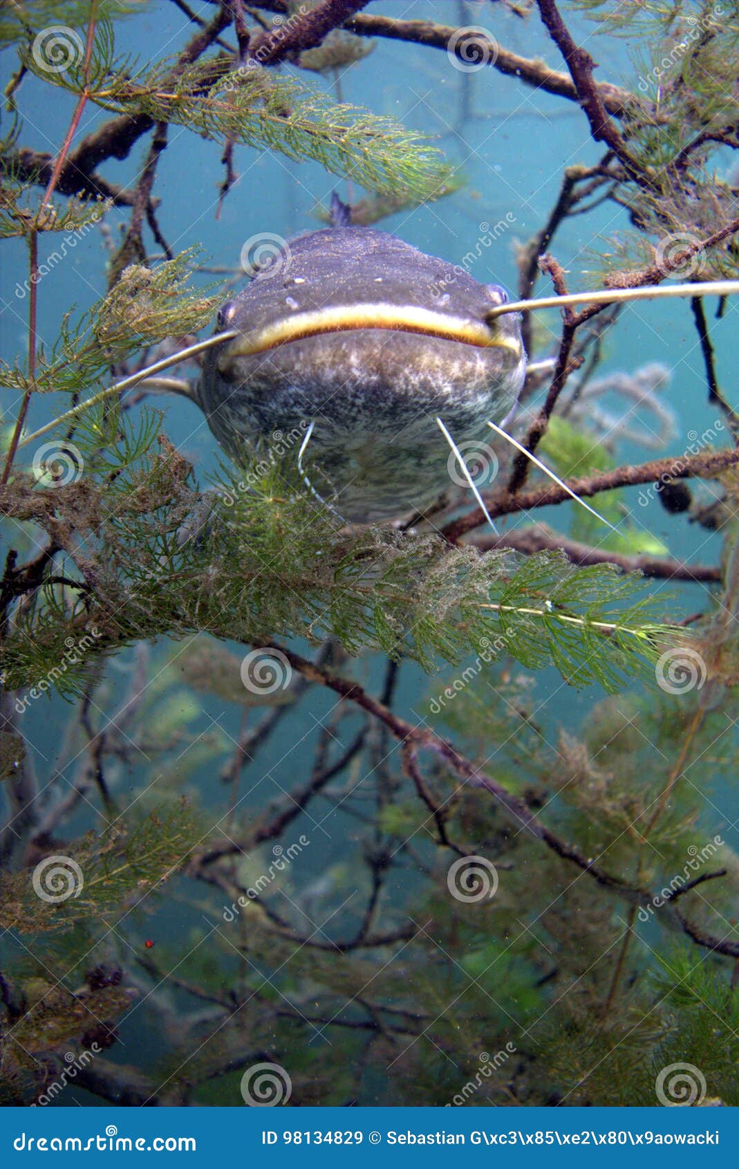 Catfish stock image. Image of twinset, leaf, yellow, water - 98134829