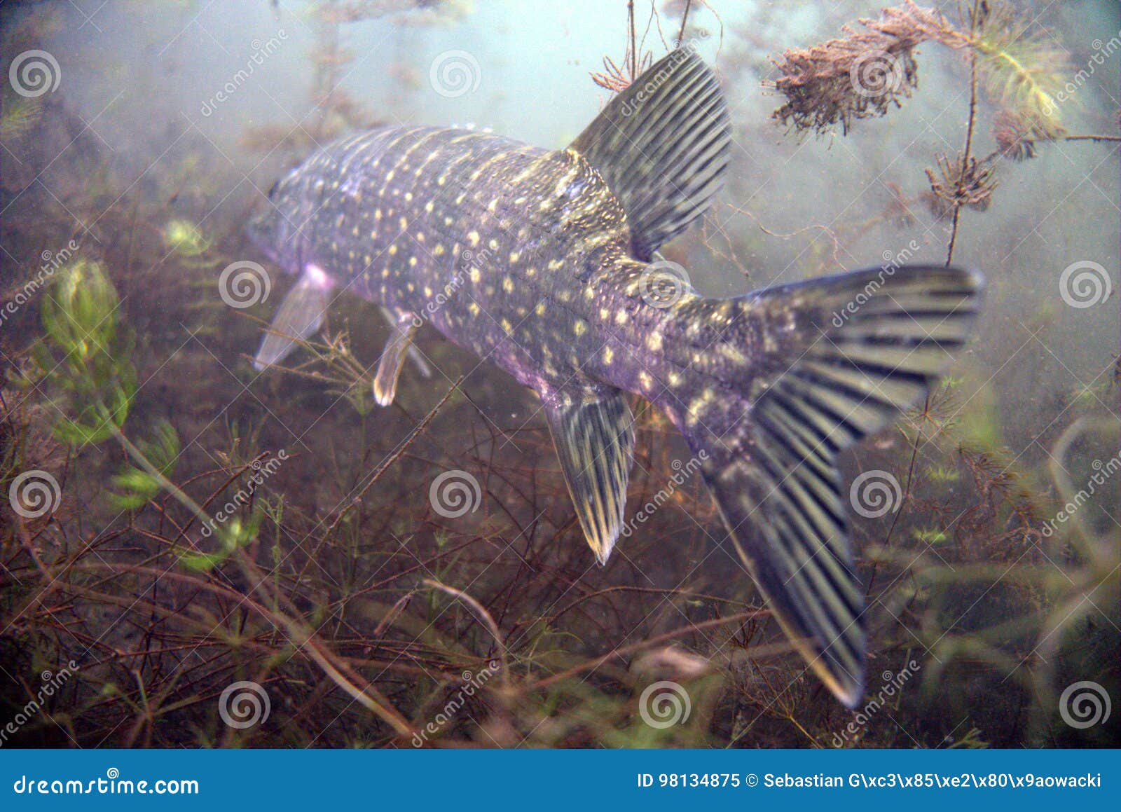 Catfish stock image. Image of underwater, water, scuba - 98134875