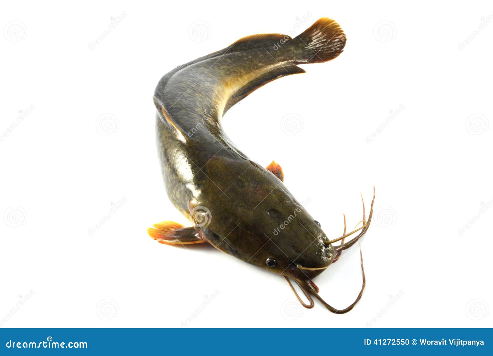 Catfish stock photo. Image of medicinal, feelers, fishing - 41272550