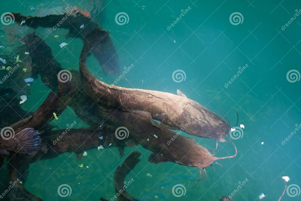 Catfishs in the blue pool. stock photo. Image of fisherman - 259694474