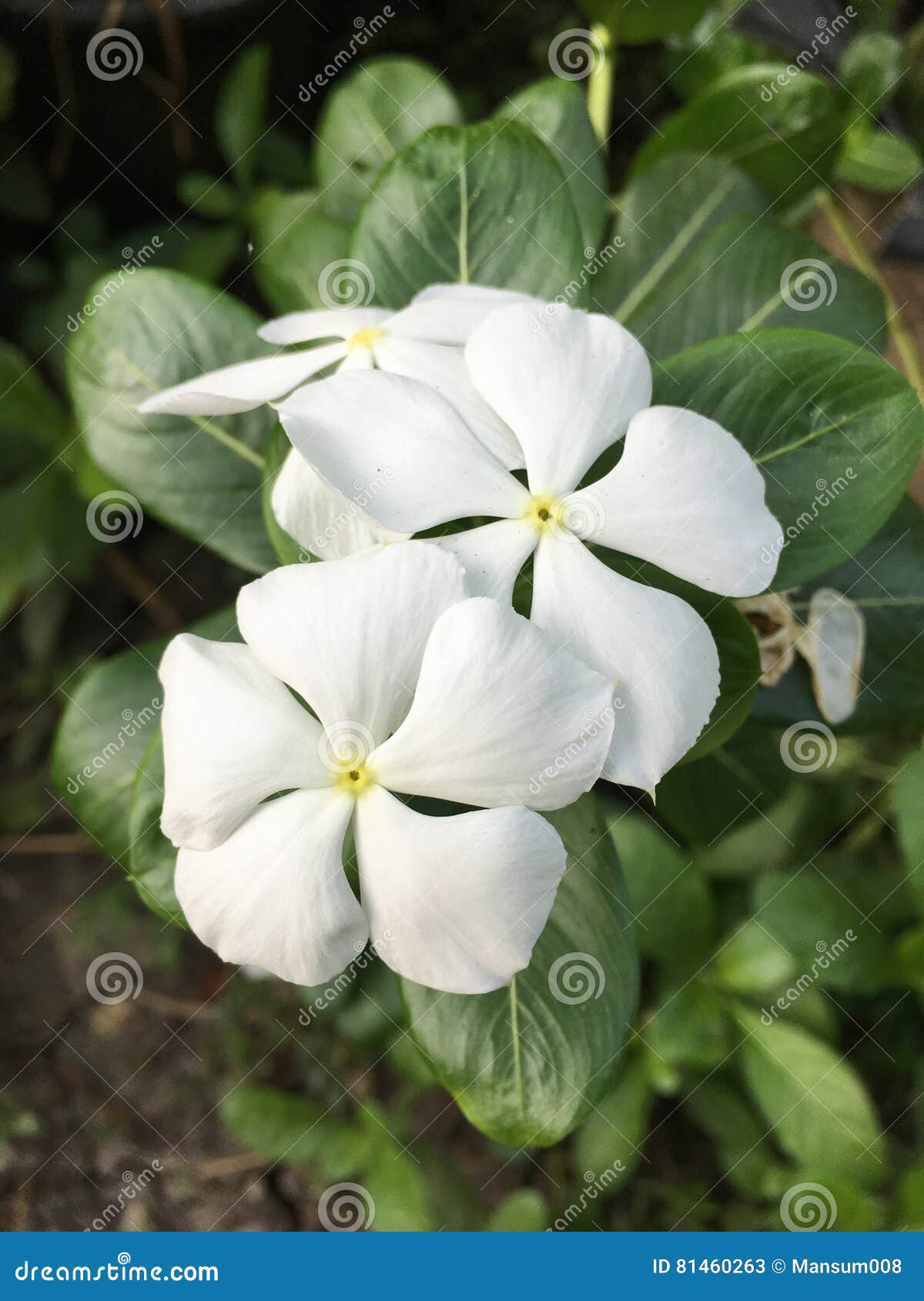 Catharanthus roseus flower stock image. Image of flora - 81460263