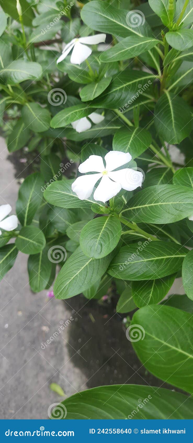 White Tapak dara flower stock photo. Image of vegetable - 242558640