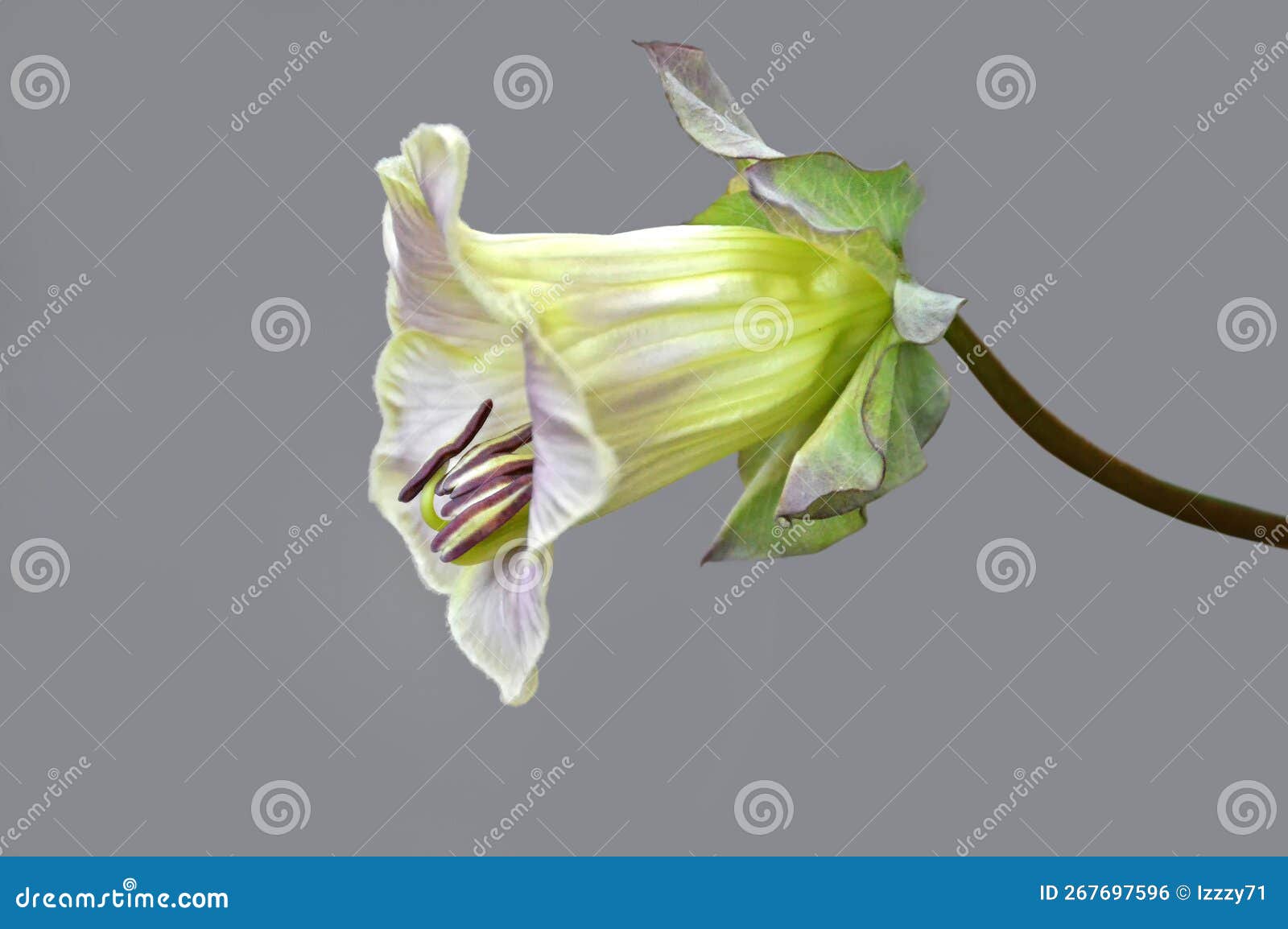 Cathedral Bell Vine Isolated on Grey Background Stock Photo - Image of ...