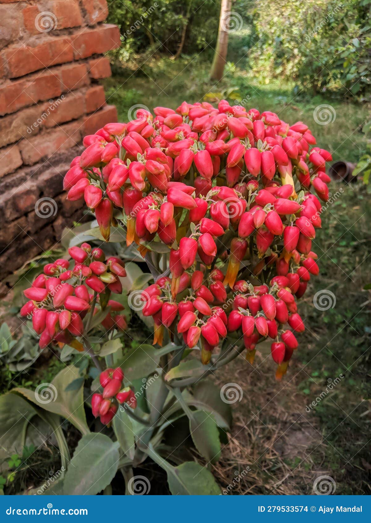 Flowers Of Goethe Plant/ Bryophyllum Pinnatum/ Life Plant/ Miracle Leaf ... Flowers Of Goethe Plant/ Bryophyllum Pinnatum/ Life Plant/ Miracle Leaf ...