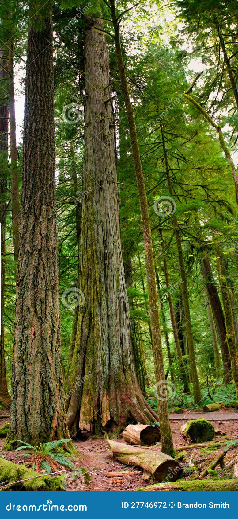 Cathedral Grove stock photo. Image of park, logs, douglas - 27746972