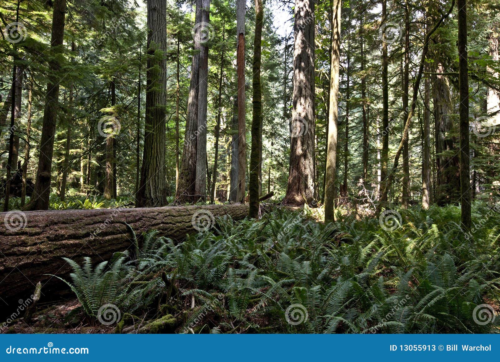 Cathedral Grove Forest stock image. Image of grove, deforestation ...