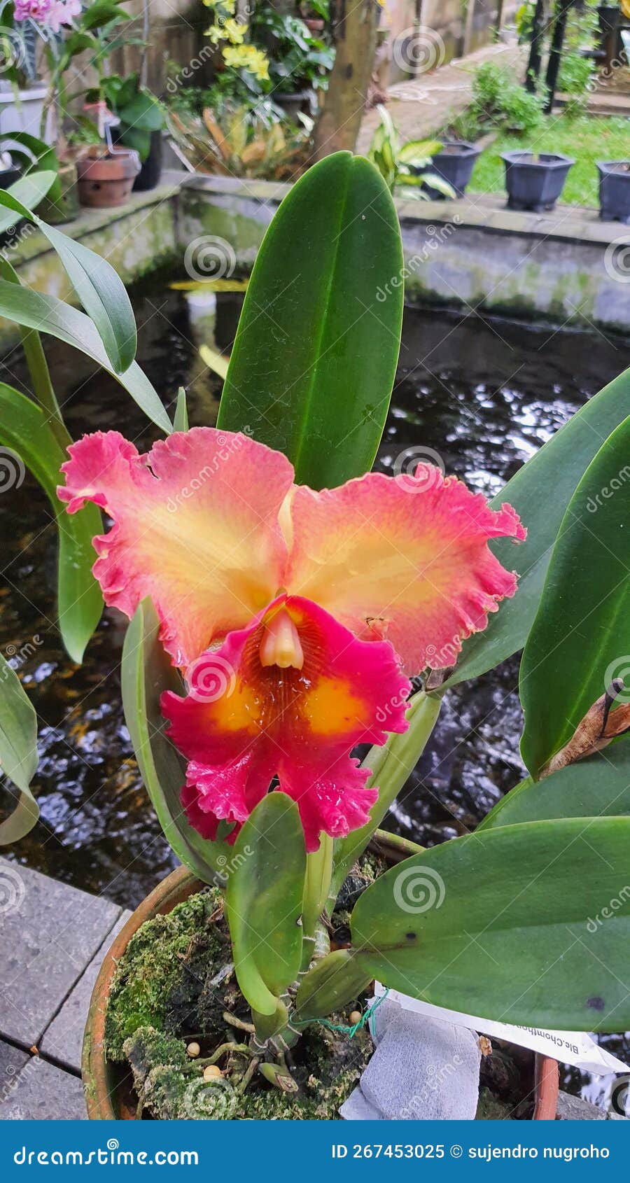 Cathlea Orchids are Blooming in the Garden in Front of the House Stock ...