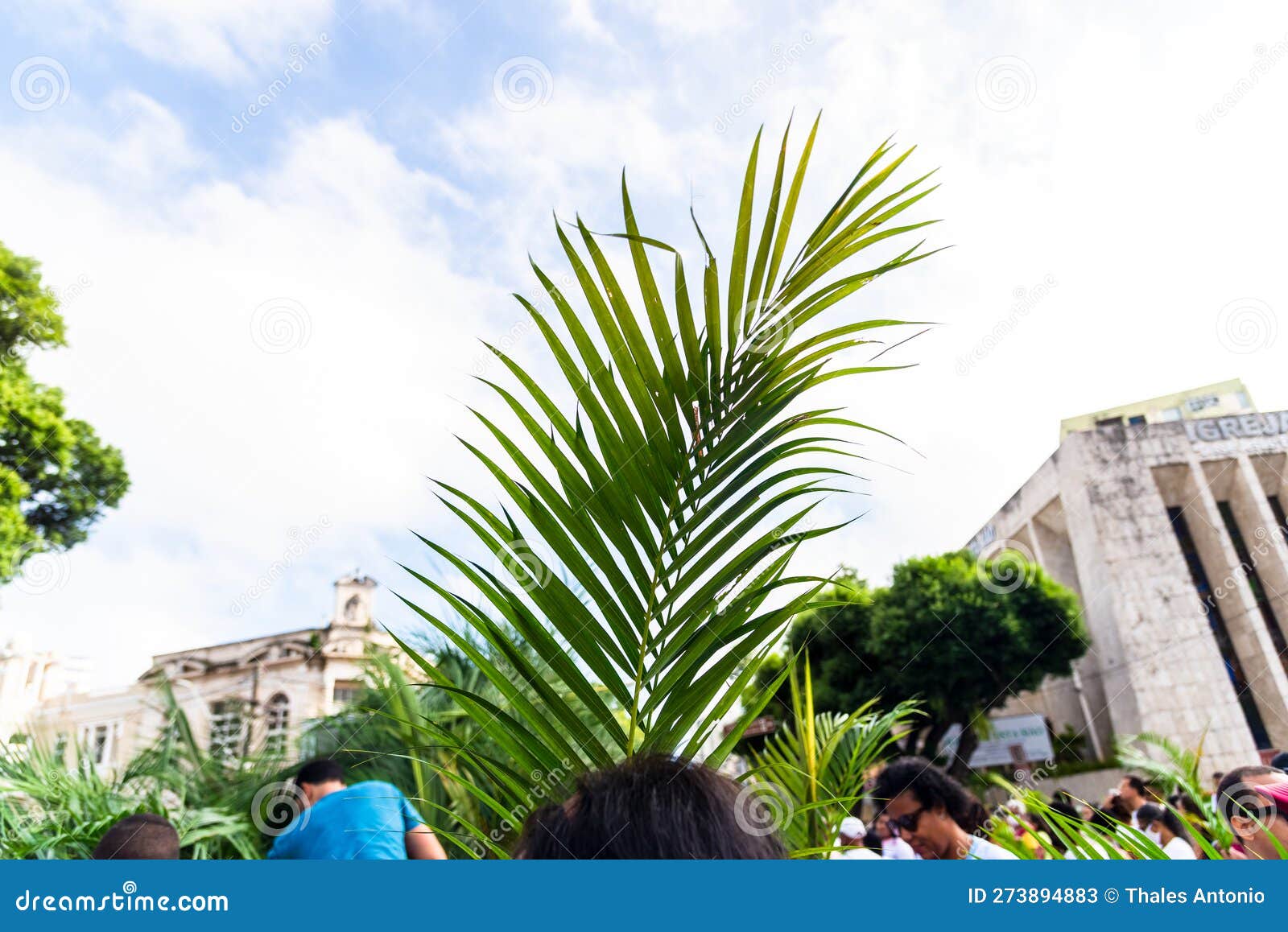 Catholic Worshipers Hold Palm Branches for Palm Sunday Mass Editorial ... Catholic Worshipers Hold Palm Branches for Palm Sunday Mass Editorial ...