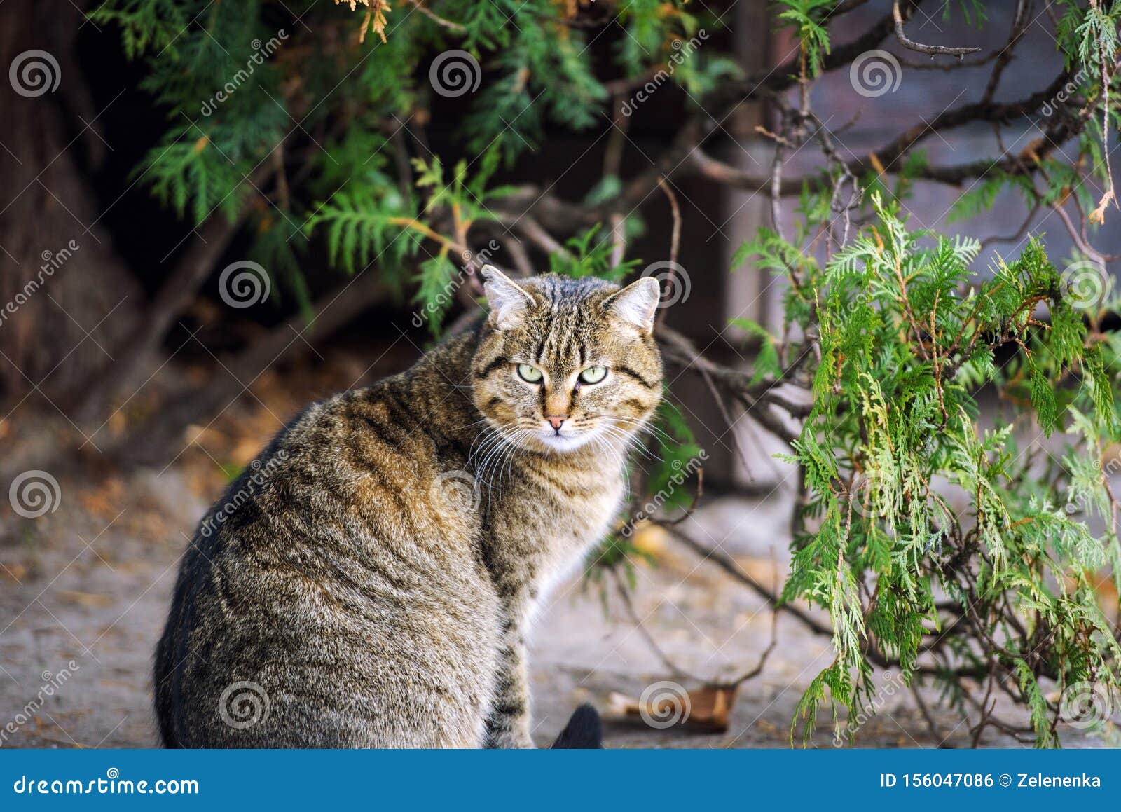 Catito foto de archivo. Imagen de pata, gatos, poco - 156047086