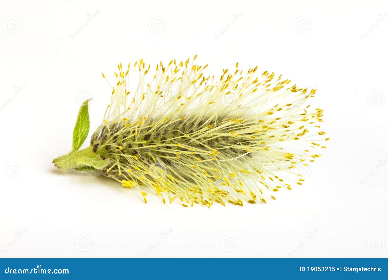Catkin stock image. Image of detail, botany, seed, botanical - 19053215