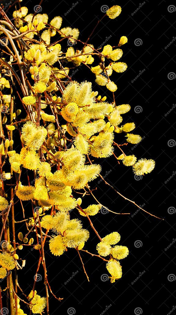 Catkin stock photo. Image of branches, pollen, plant - 25552786