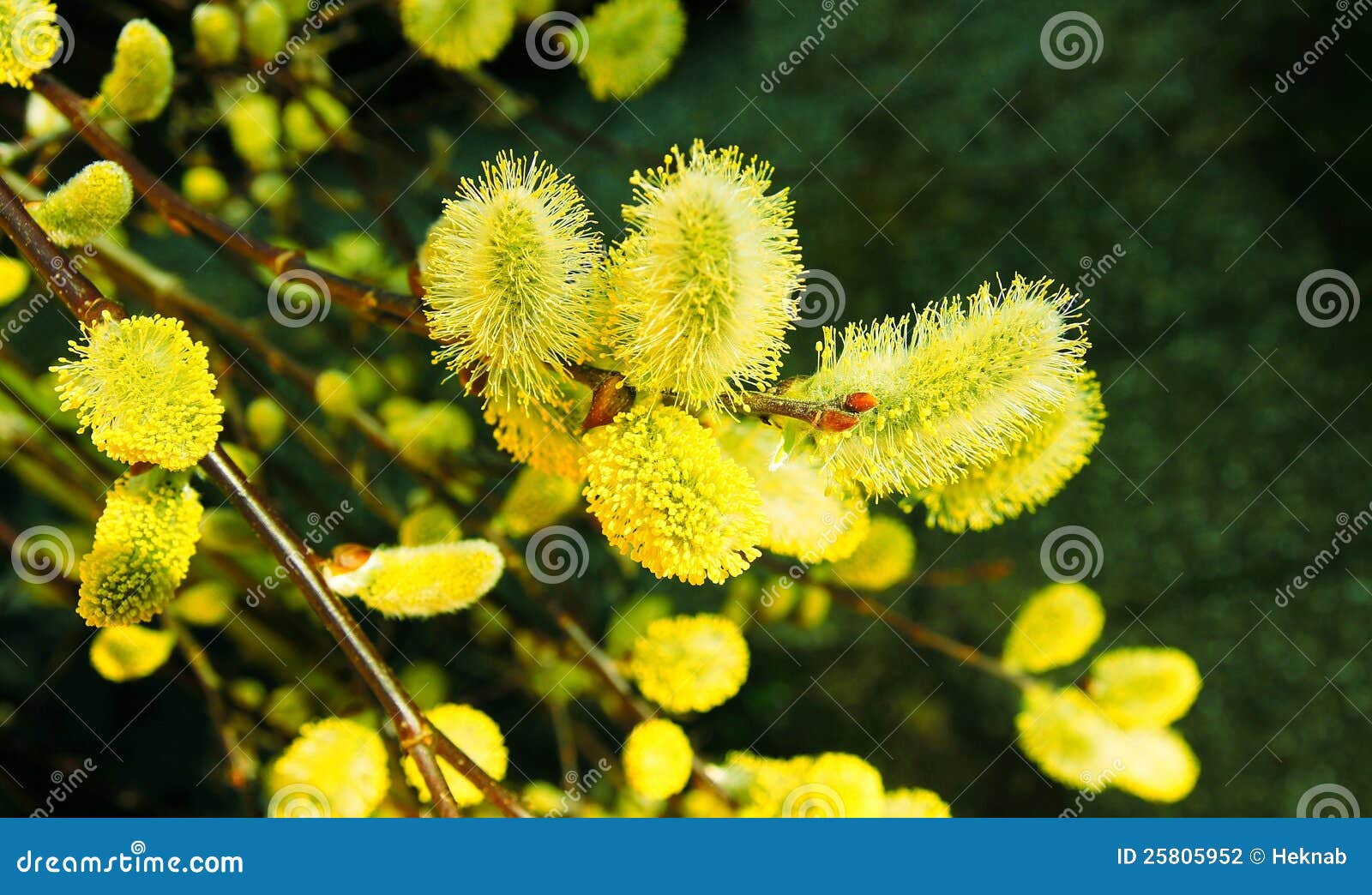 Catkin stock photo. Image of plant, catkin, autumn, tree - 25805952