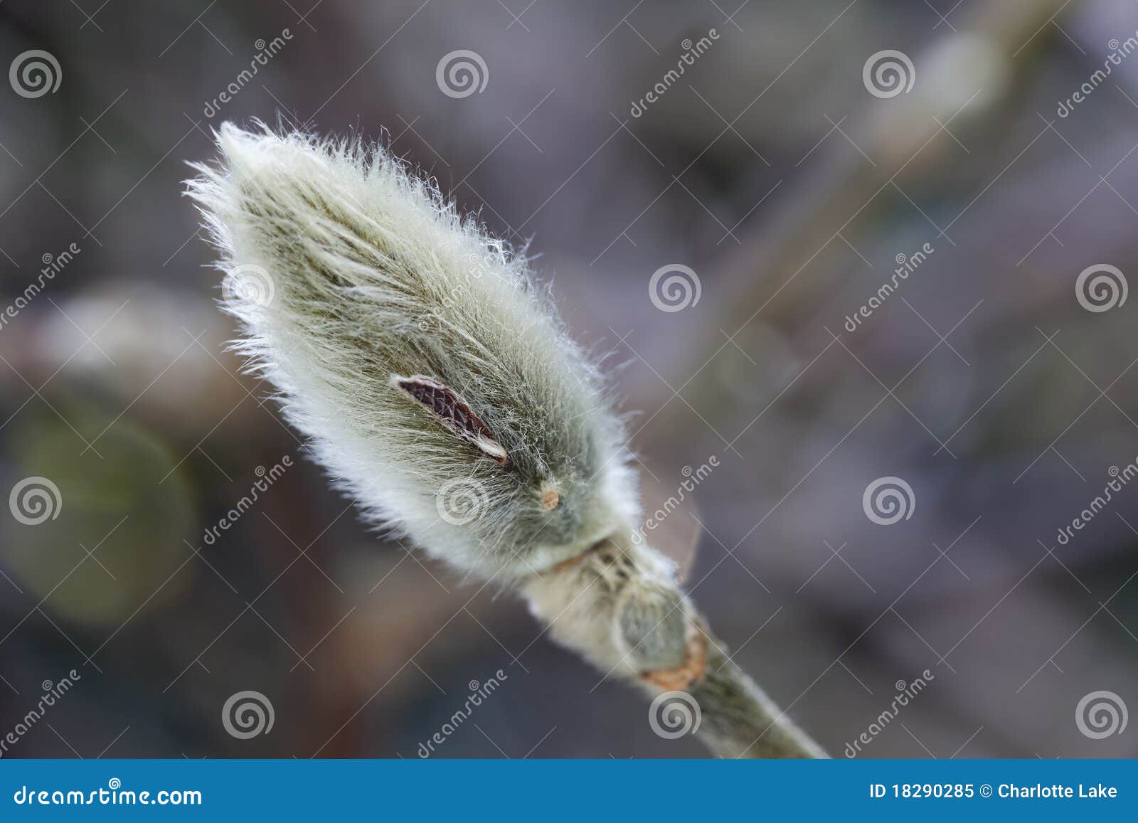 Catkin Close-up stock image. Image of bloom, blossom - 18290285