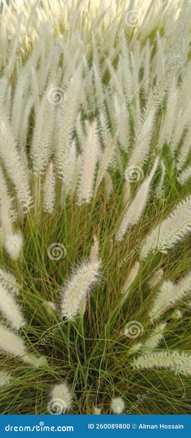 These Catkin Flower Looks Like Smilling Stock Photo - Image of lawn ...