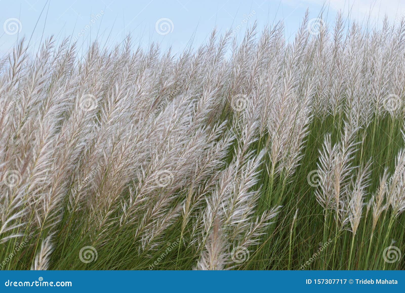Catkin Flower Under the Open Sky at Autumn Time or Spring Time Catkin ...