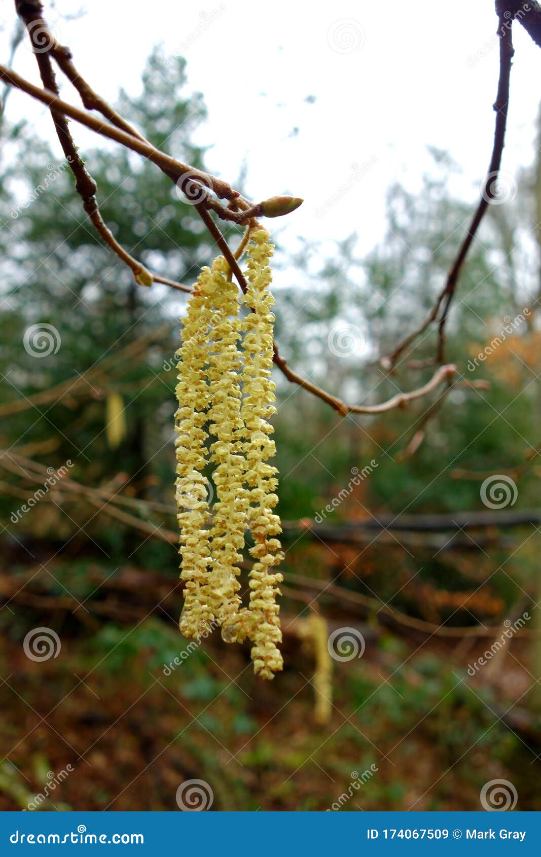 Catkin Flowers & X28;Corylus Avellana& X29; Stock Image - Image of ...