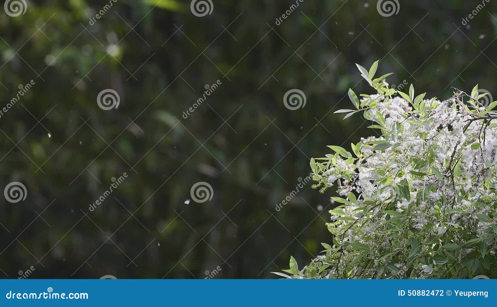 Catkin flying. stock footage. Video of leaves, seed, windblow - 50882472