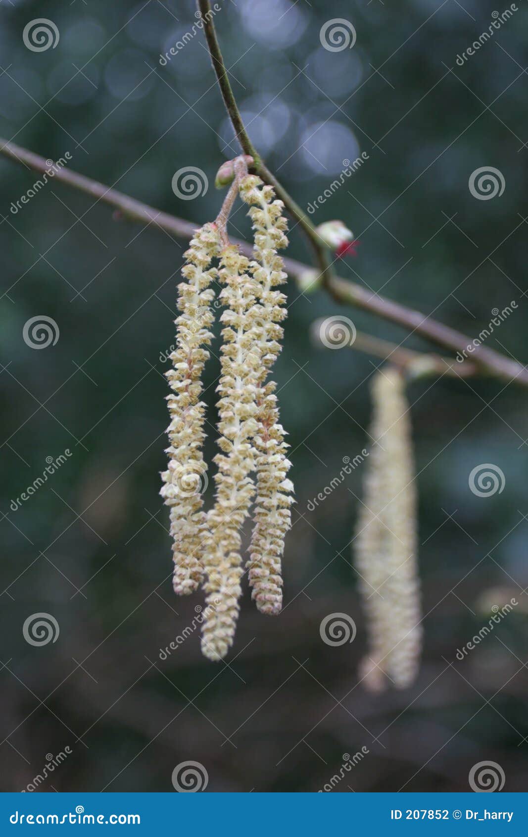 Catkins stock photo. Image of flowering, branches, display - 207852