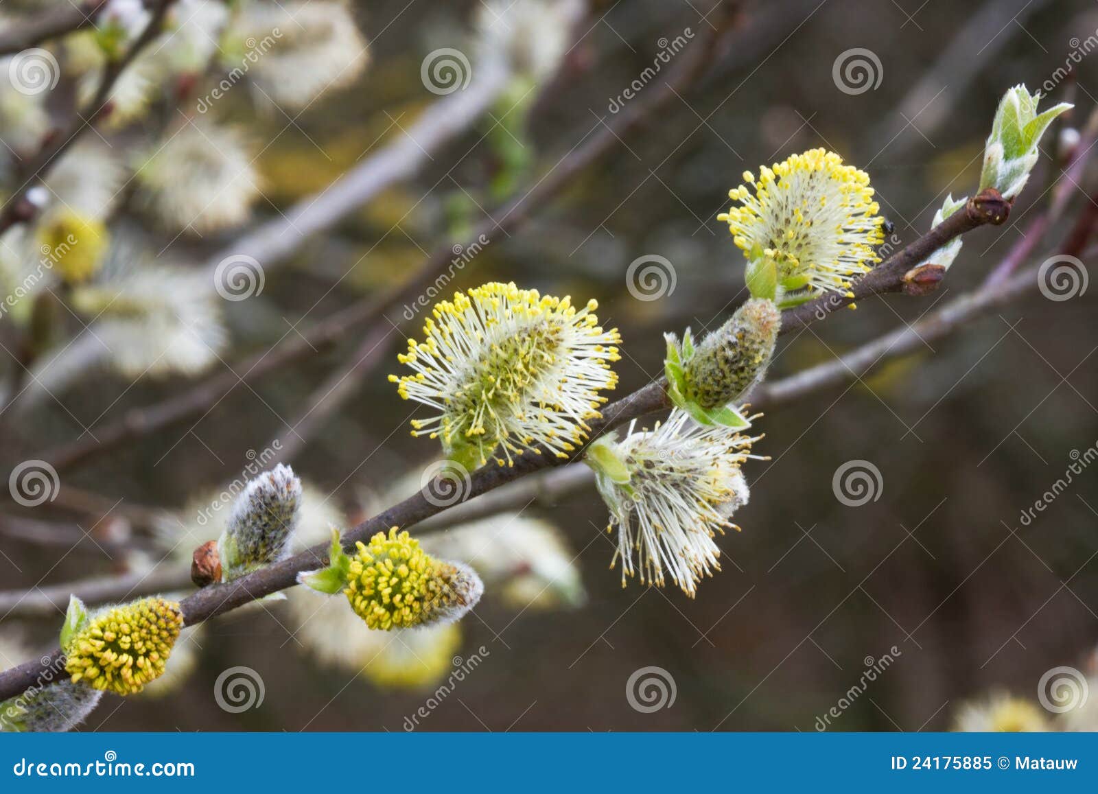 Catkins stock image. Image of spring, catkins, pollen - 24175885