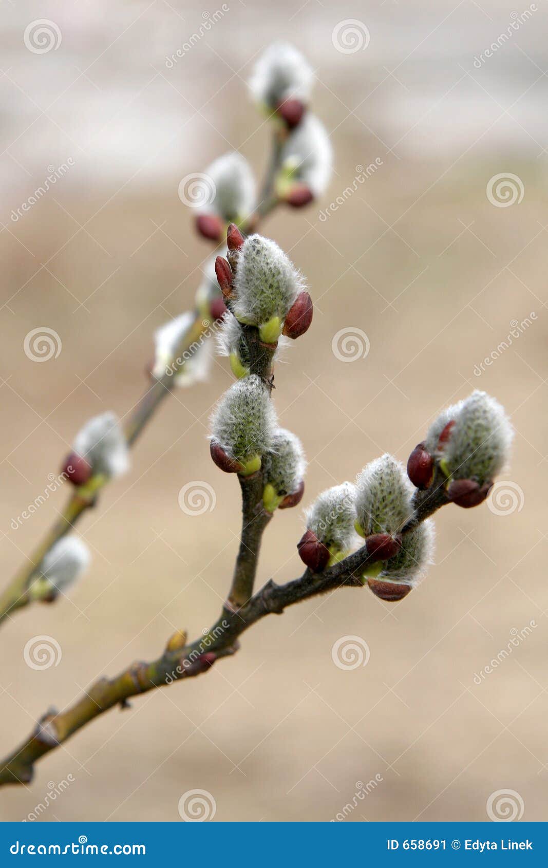 Catkins stock image. Image of sticks, white, puffy, tree - 658691