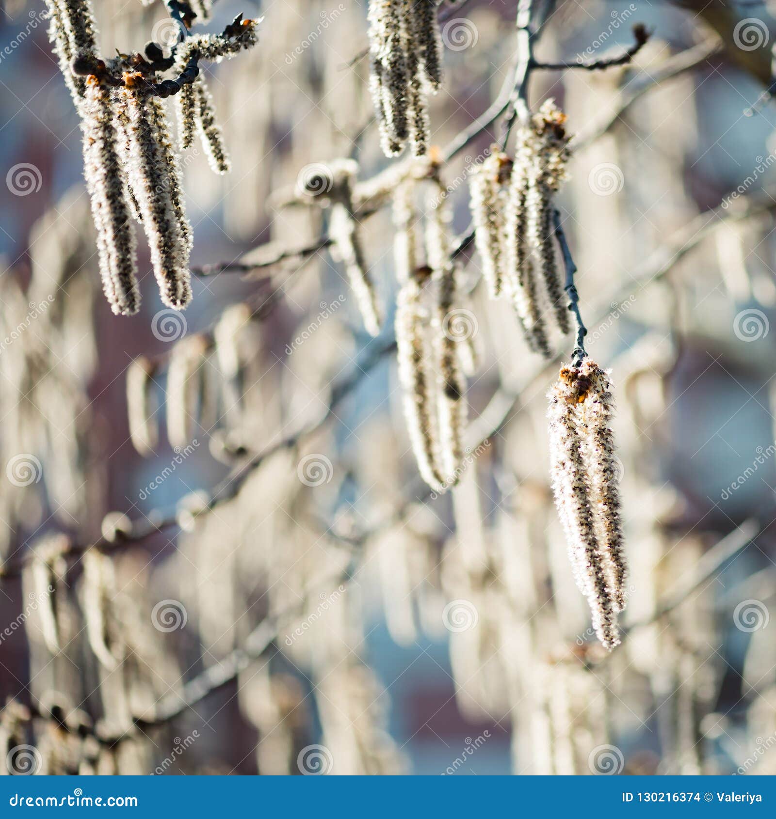Catkins on an Alder Tree in Spring Stock Photo - Image of beauty ...
