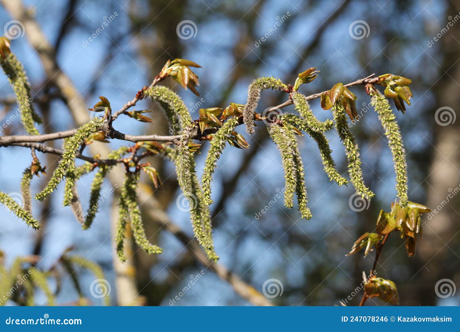 Catkins of Aspen Populus Tremula Tree Stock Photo - Image of spring ...